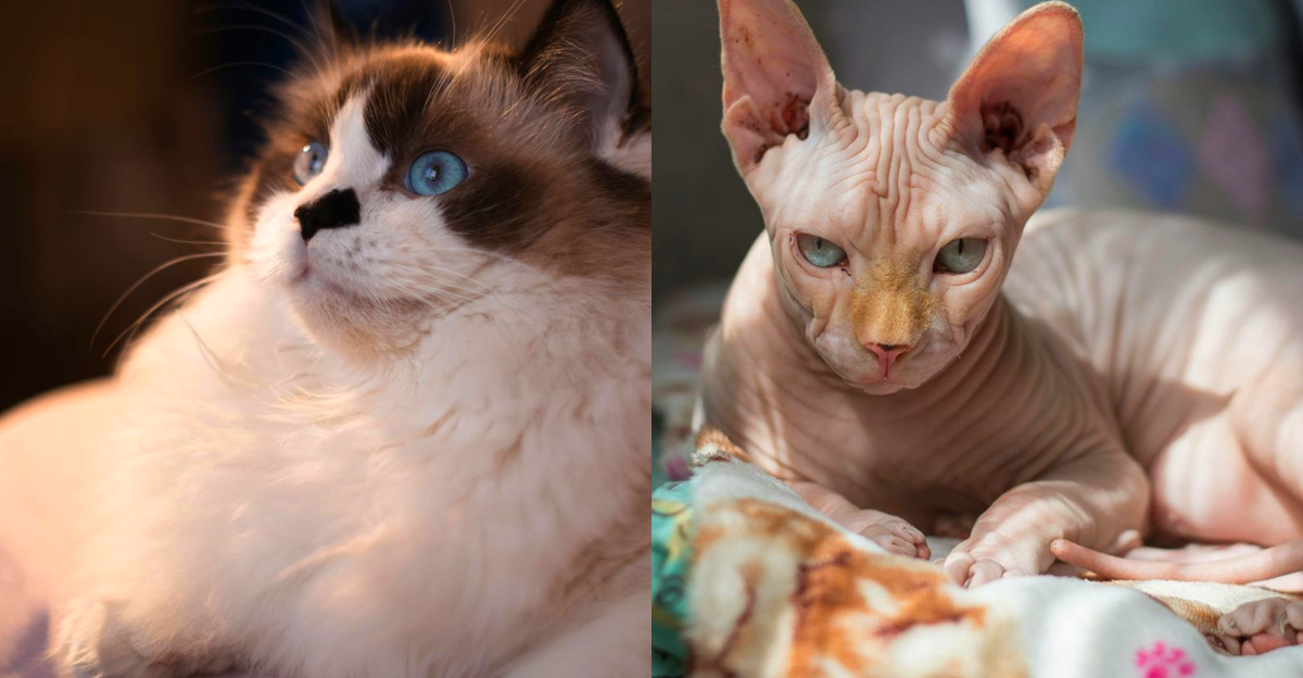 12 Popular Cat Breeds That Some Owners Find More Challenging Than ...