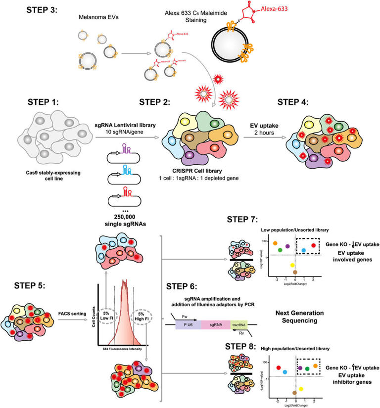 Researchers identify key molecular mechanism in cell communication