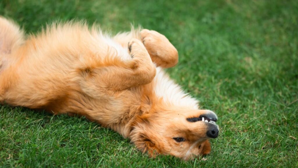 Is Your Dog Sending You a Message? 10 Behaviors That Actually Mean ...