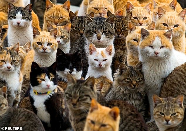 Pet cats only became our companions in Europe 2,000 years ago after ...