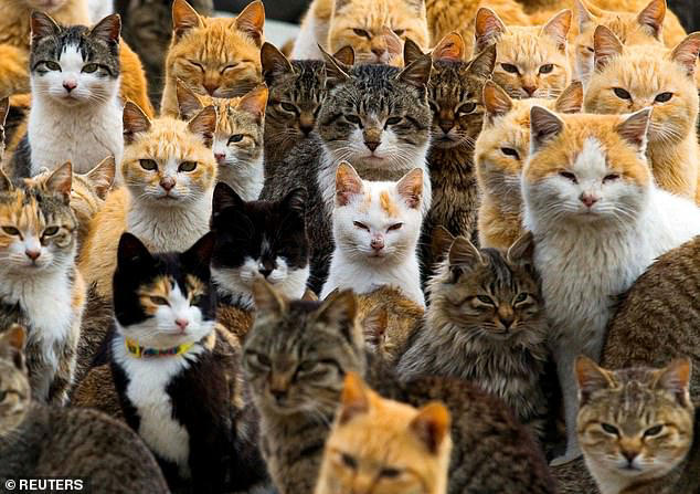 Pet cats only became our companions in Europe 2,000 years ago after ...