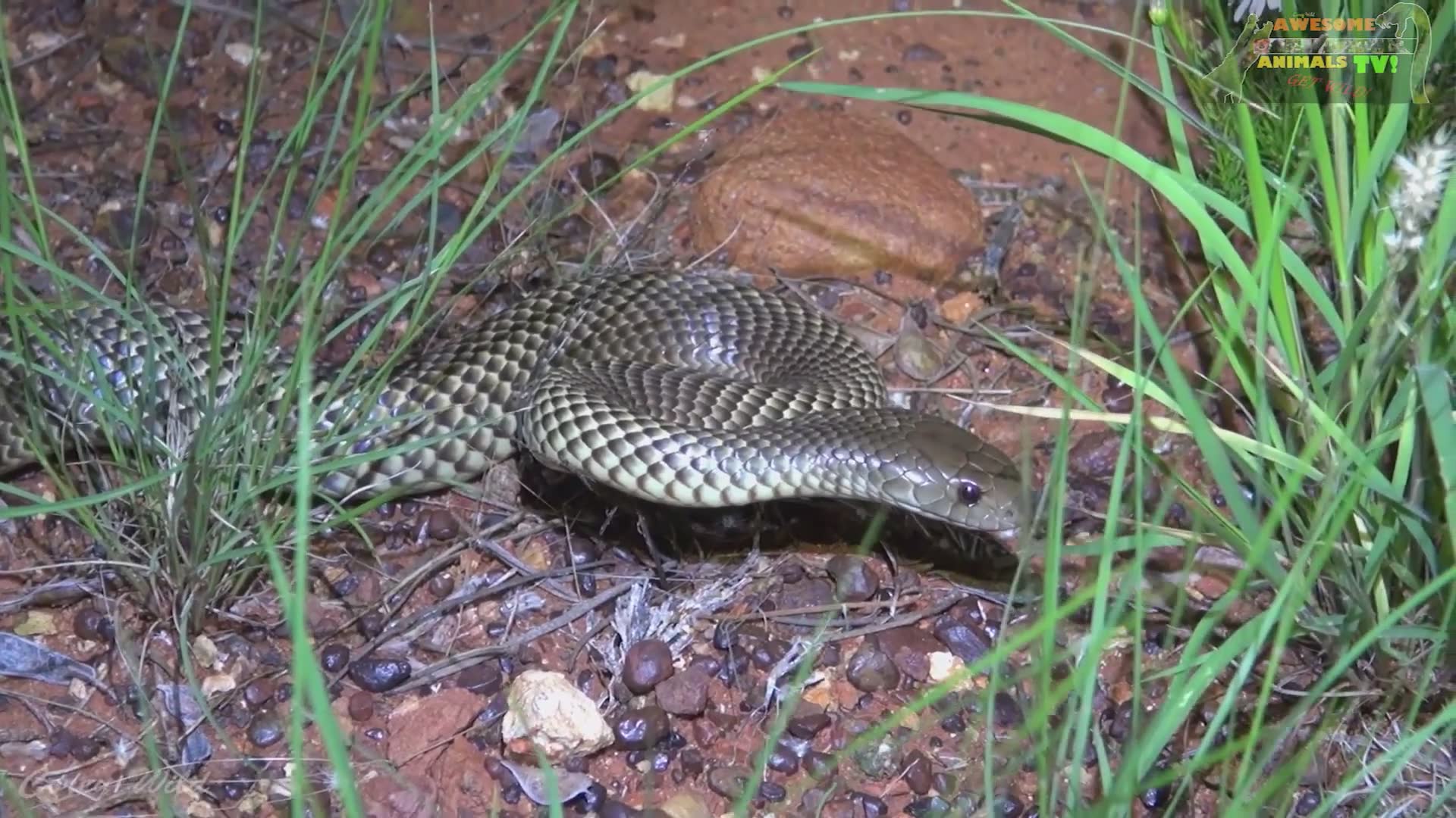 Witnessing snakes that commonly kill people including brown snakes and ...