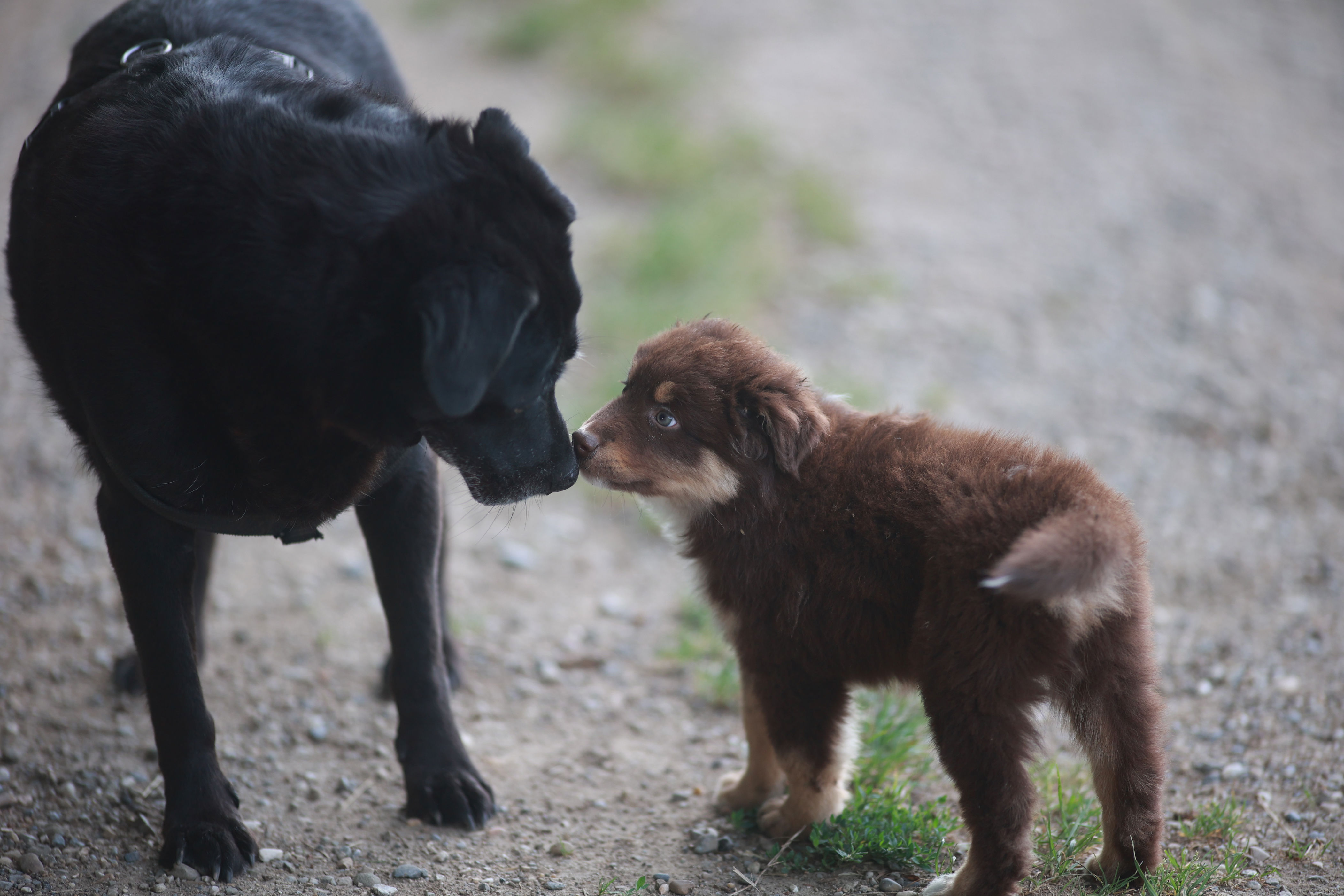 Senior dog refuses to accept new puppy—but there’s a heartwarming twist