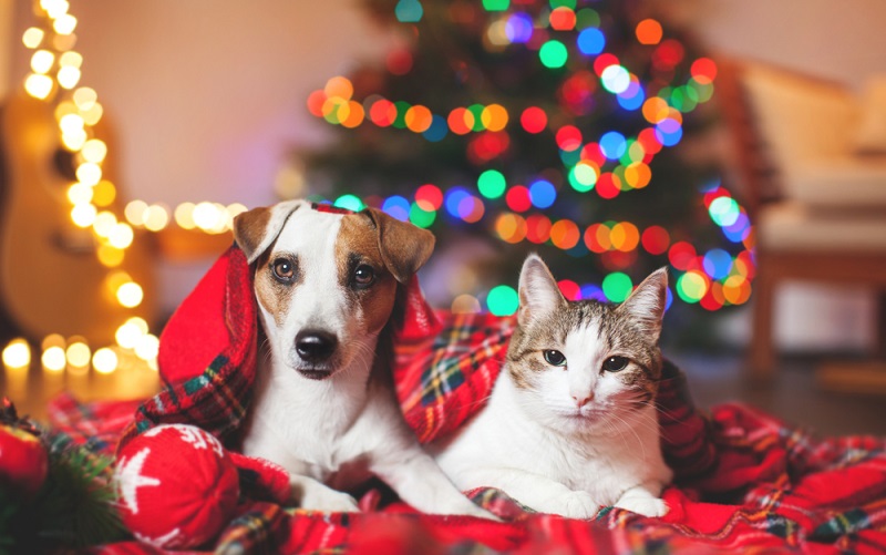 Bring your pet to PetSmart for a free photo with Santa