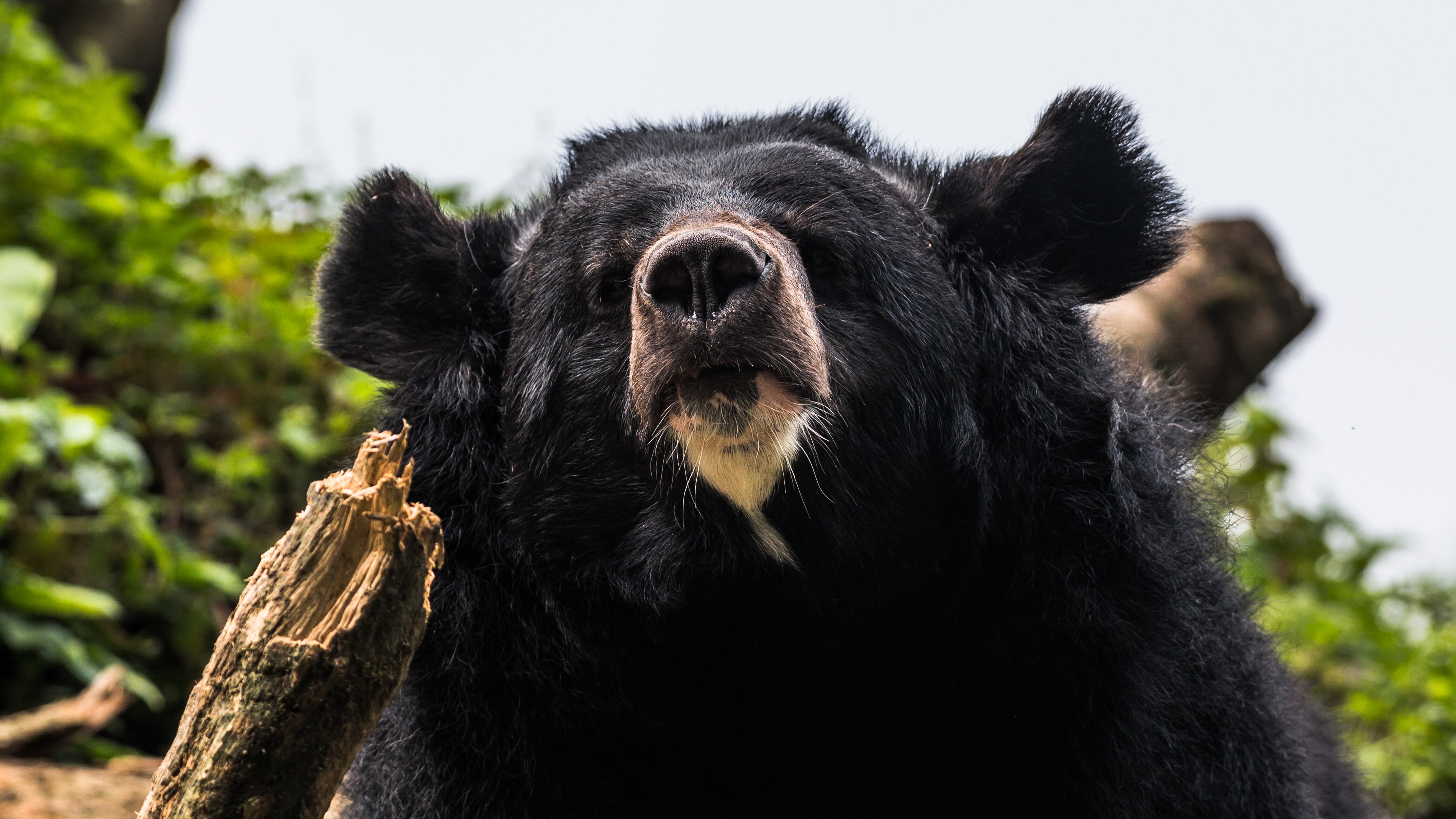 4 mauled in horrific bear attack as cases spiral