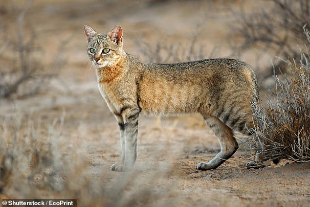 Pet cats only became our companions in Europe 2,000 years ago after ...