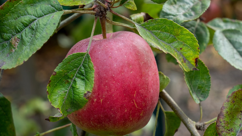 How To Care For A Dwarf Apple Tree For An Endless Supply Of Fruit