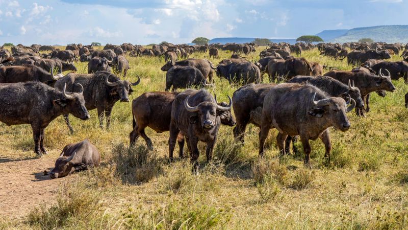 These Brave Animals Can Battle Lions And Win