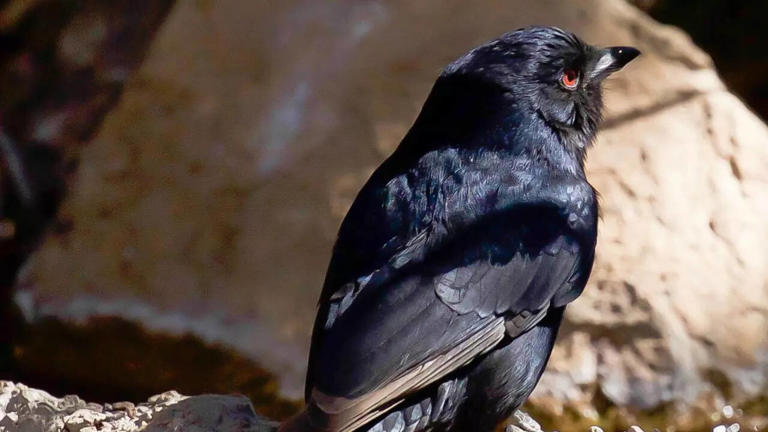 6 animals using fake deaths and mimicry as their survival strategy