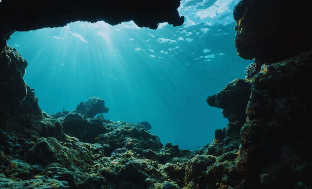 Deep-Sea Robot Films Creature So Bizarre, Even Scientists Thought It ...