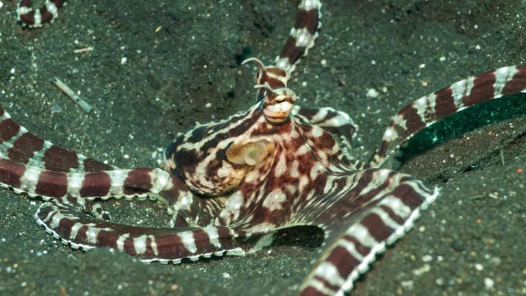 6 animals using fake deaths and mimicry as their survival strategy