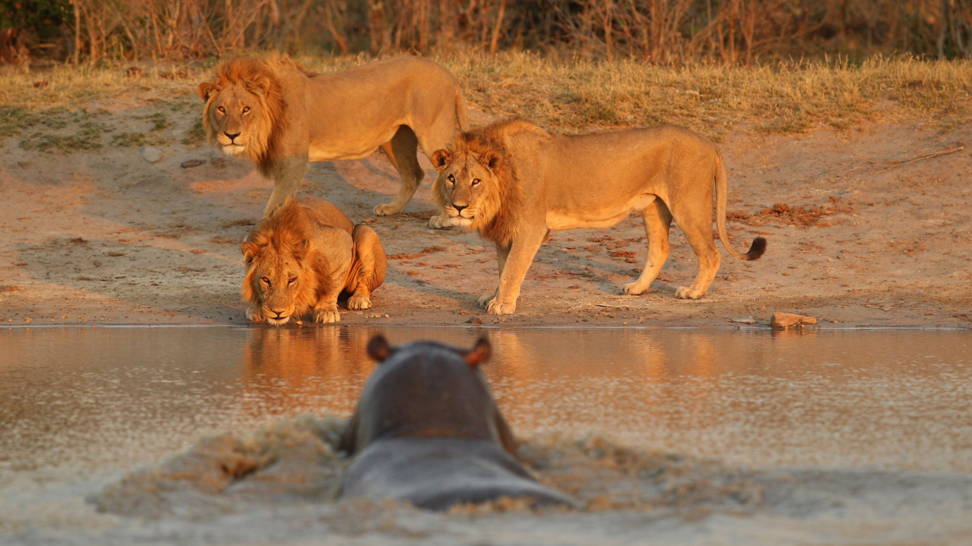 These Brave Animals Can Battle Lions And Win