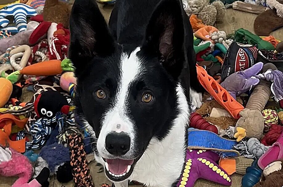 Curiosity and focus found to set 'genius' dogs apart in object learning