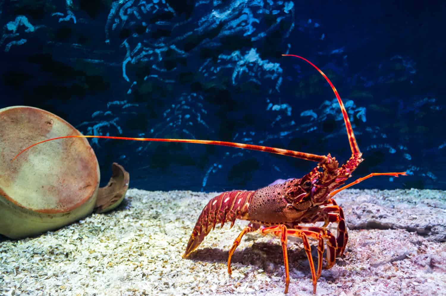 10 Pinch Worthy Facts About Lobsters
