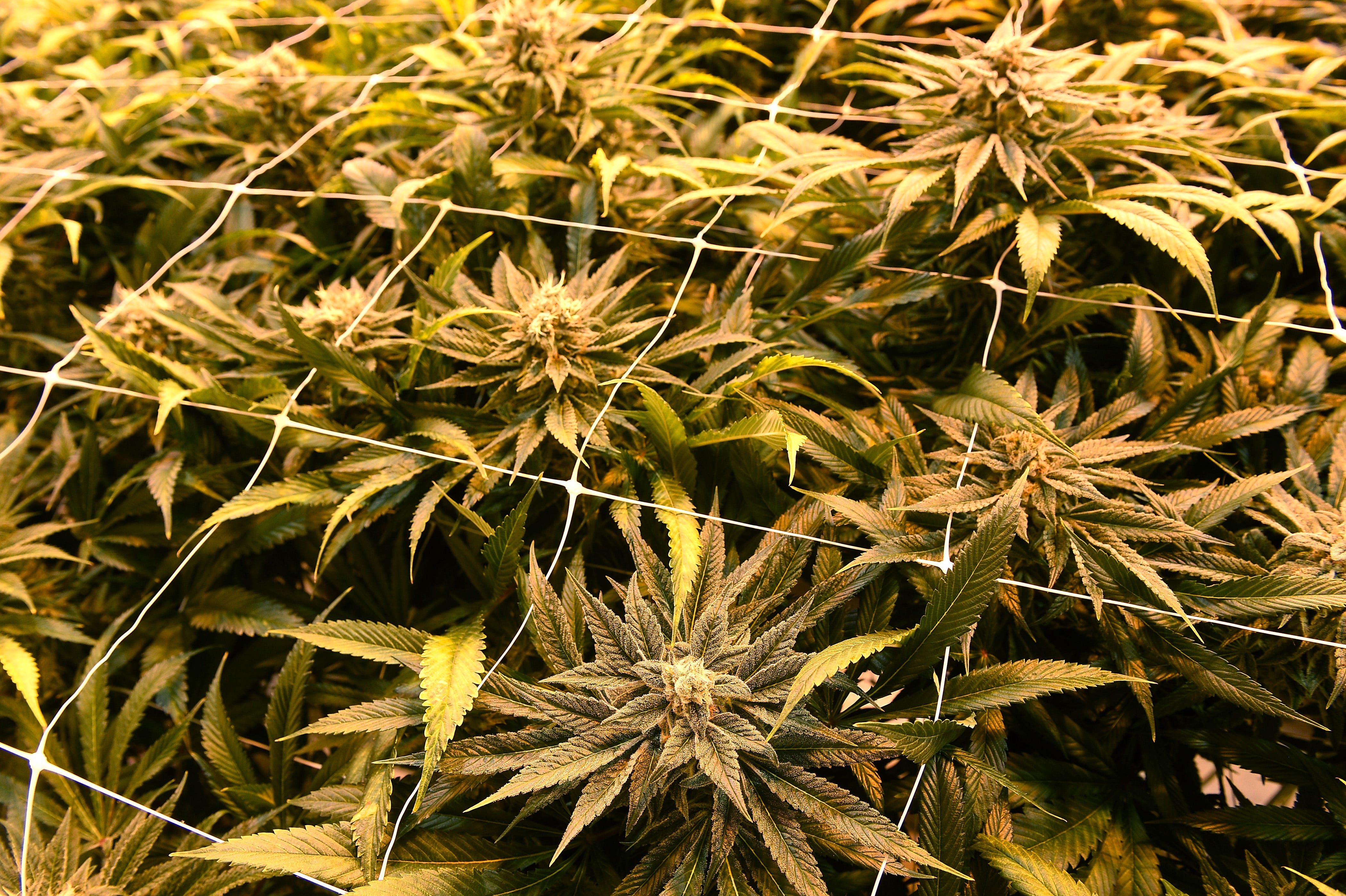 Can you smoke weed on the Las Vegas Strip? Nevada law explained