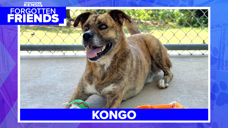 Polite Brindle boy named Kongo seeks home filled with love | Forgotten ...