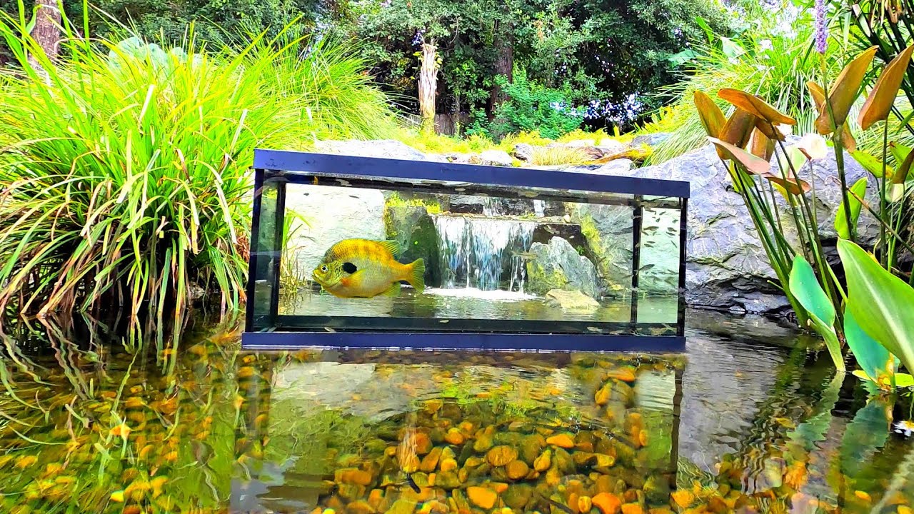 Inverted aquarium in backyard pond! (Upside down fish tank)