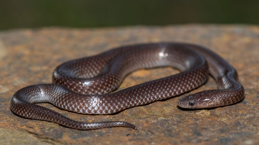 Shiny New Snake Species Honors Steve Irwin’s Legacy