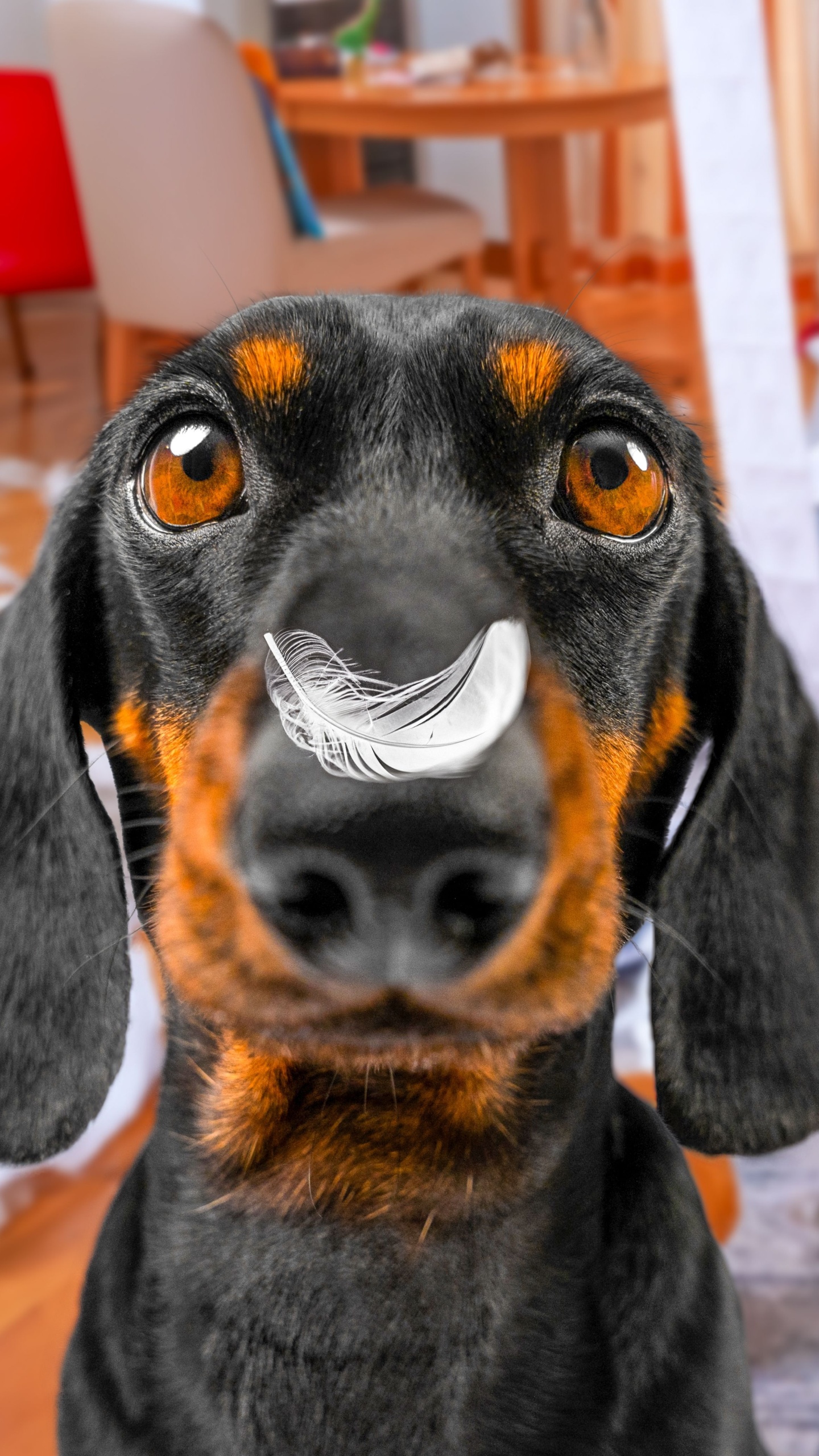 11 common mistakes people make when training a pet