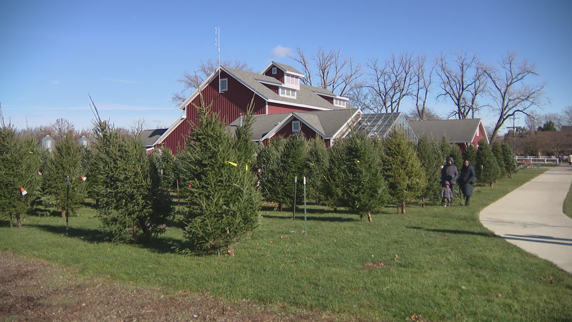 Families flock to Historic Wagner Farm in search of perfect Christmas tree