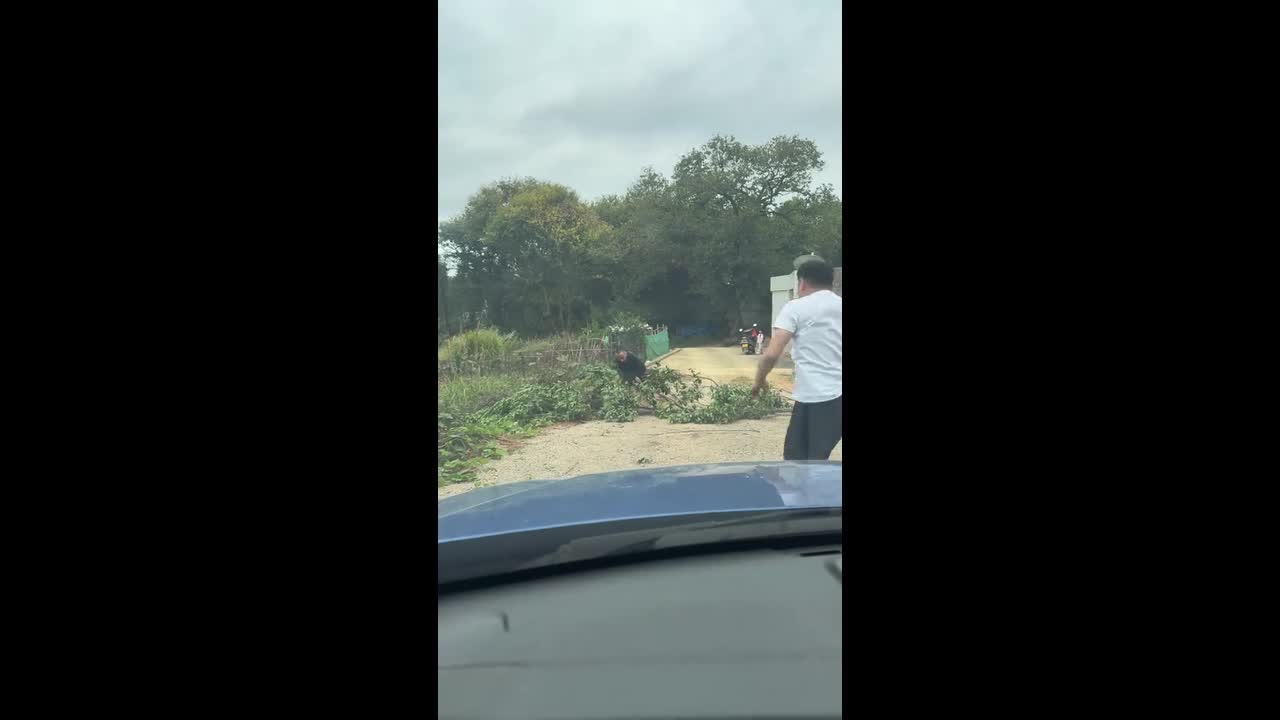 Hilarious fall while helping move fallen tree in Guangdong, China
