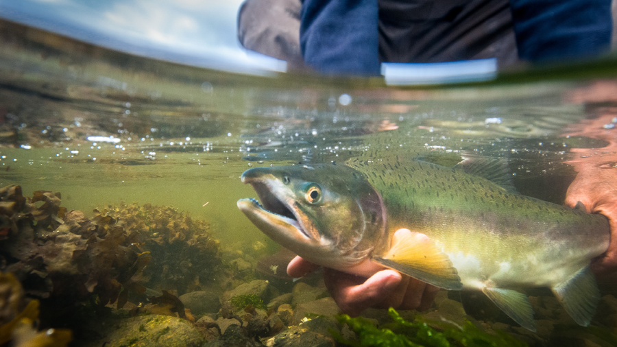 Beware these fish: What to know before eating your catch in Kansas