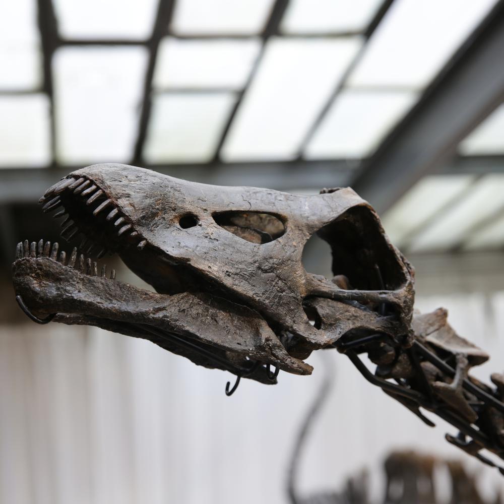 Wie schnell wuchsen Saurier?: Antworten aus der Urzeitforschung