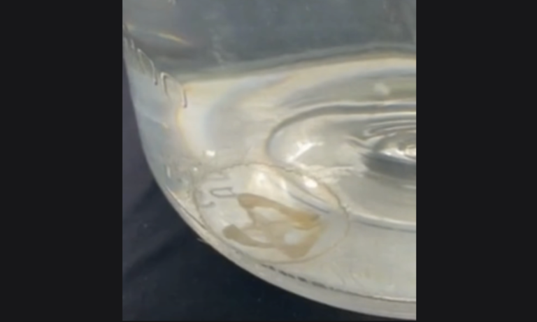 Routine water sampling in Richfield lake reveals freshwater jellyfish
