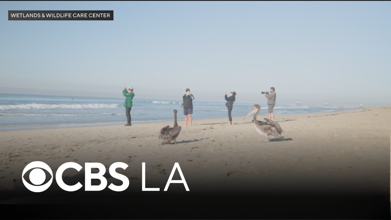 Final birds sicked after domoic acid bloom released back into the wild