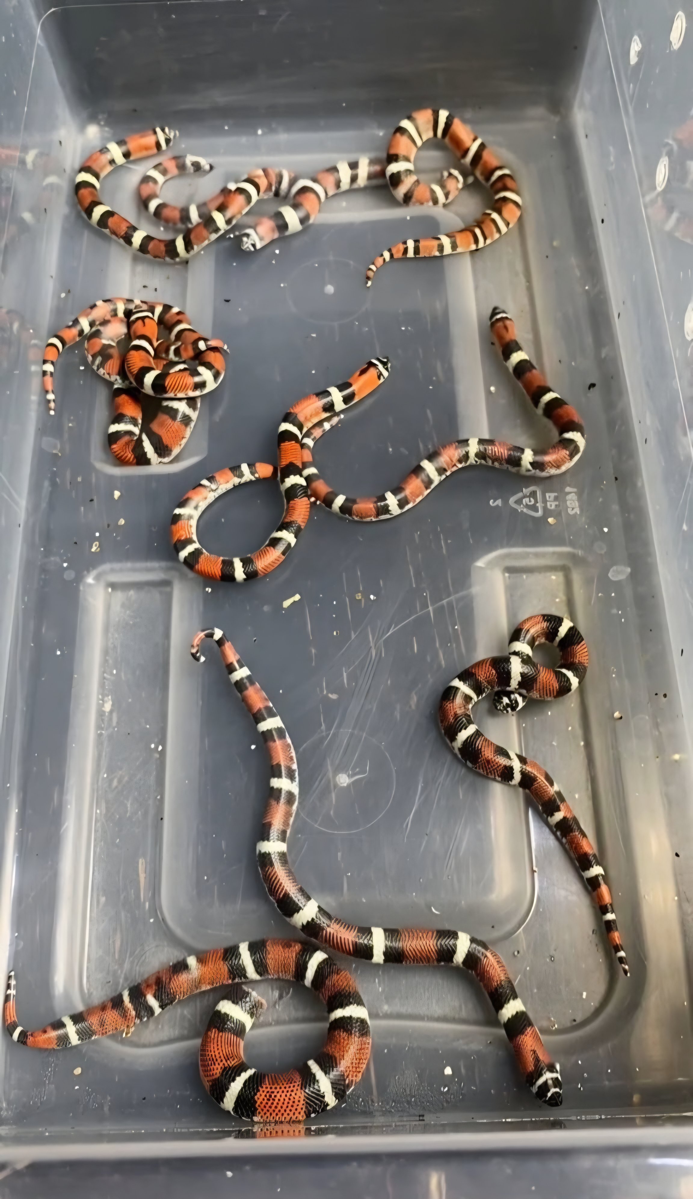 We weren’t sure this little tri-color hognose would make it… But look ...