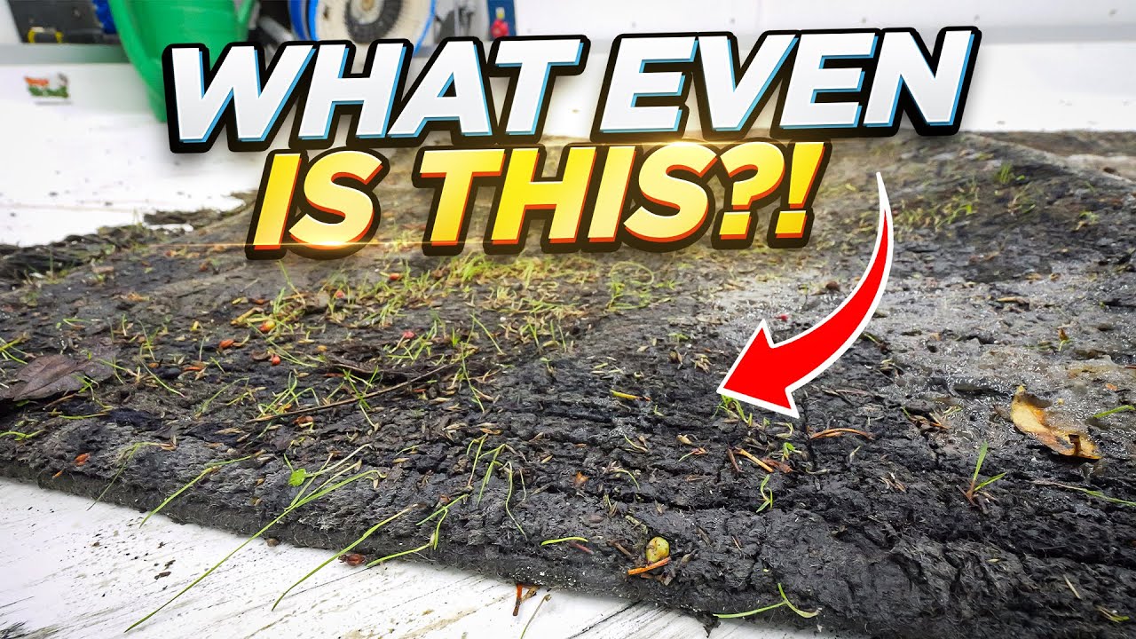 Watch me restore this nature-damaged rug!