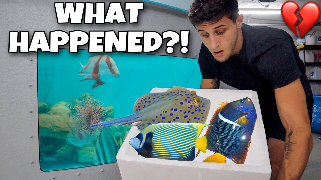 I lost my rarest saltwater fish 😢