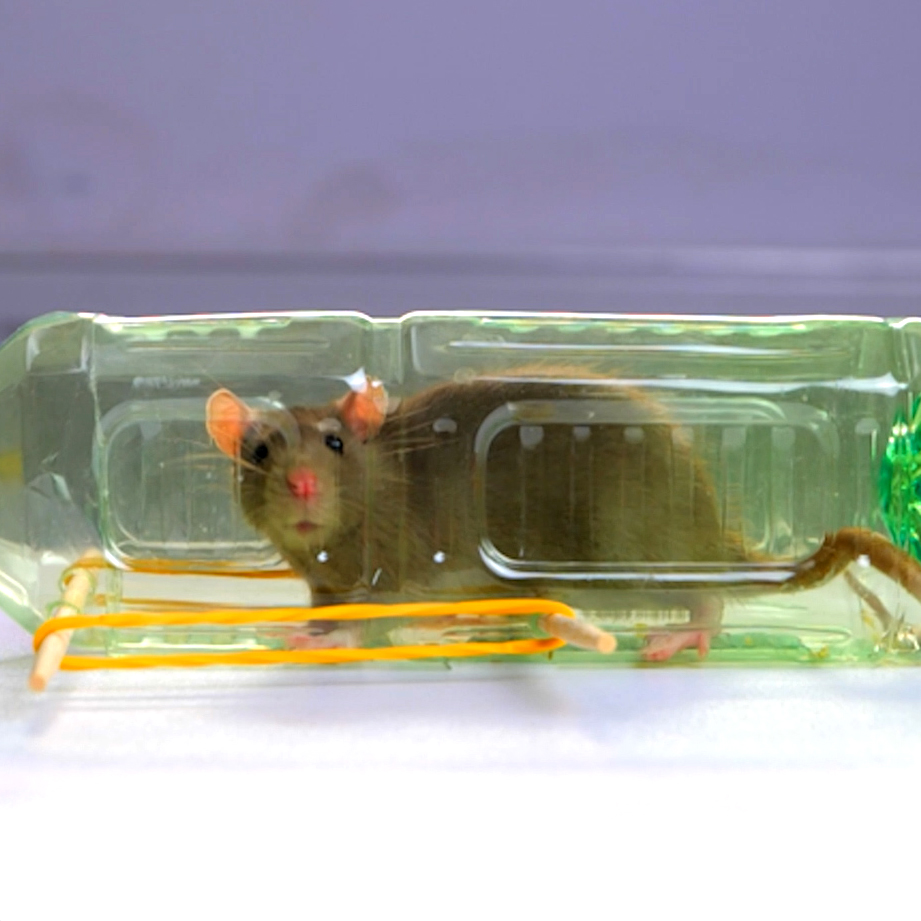 Creative DIY Mouse Trap You Can Make at Home