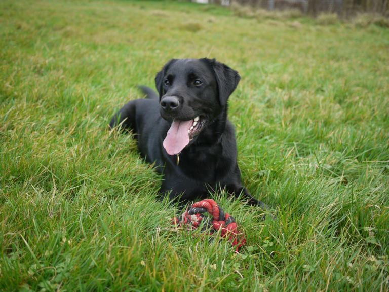 Patient Black Labrador Waiting for Hours in Yard for 'Best Bud' To Come ...