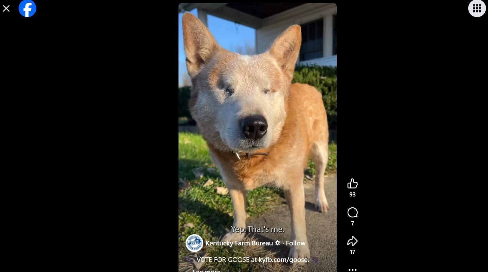 Blind Kentucky farm dog wins national People's Choice Pup award