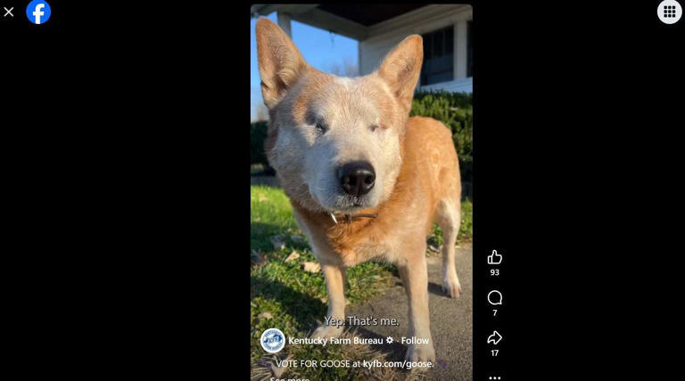 Blind Kentucky farm dog wins national People's Choice Pup award