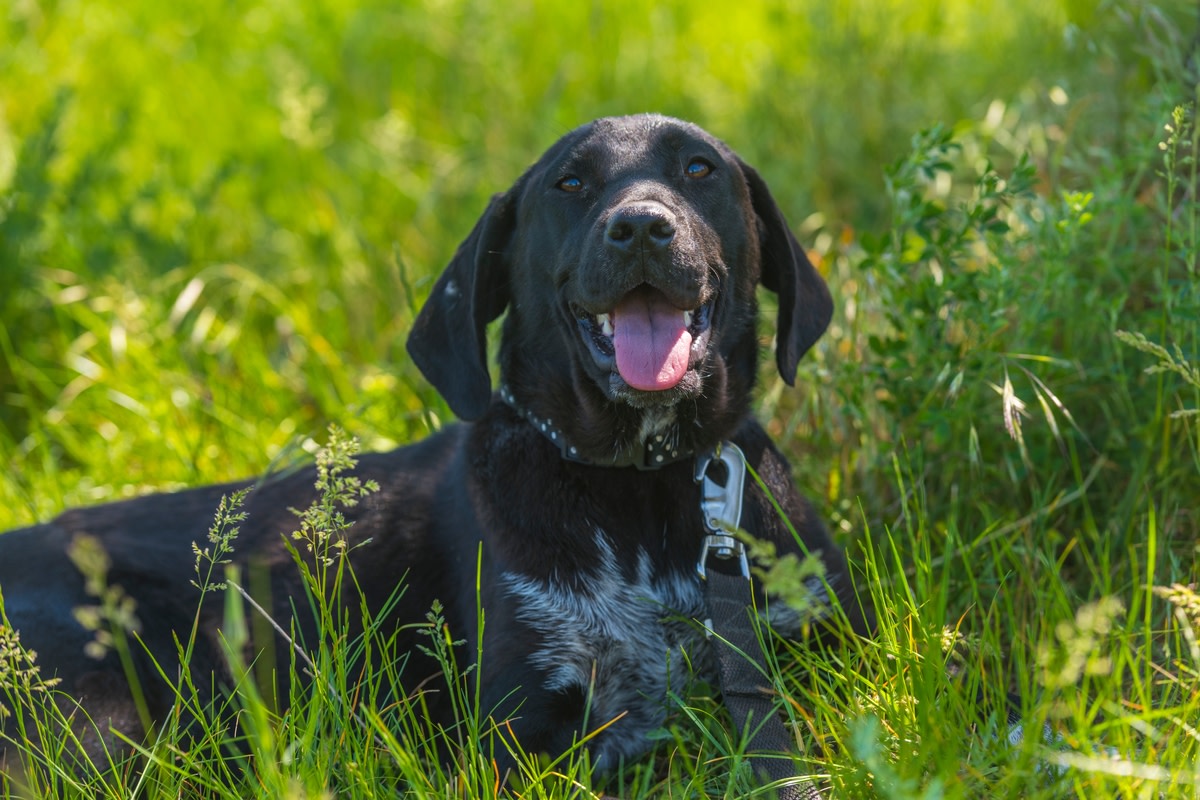 Patient Black Labrador Waiting for Hours in Yard for 'Best Bud' To Come ...
