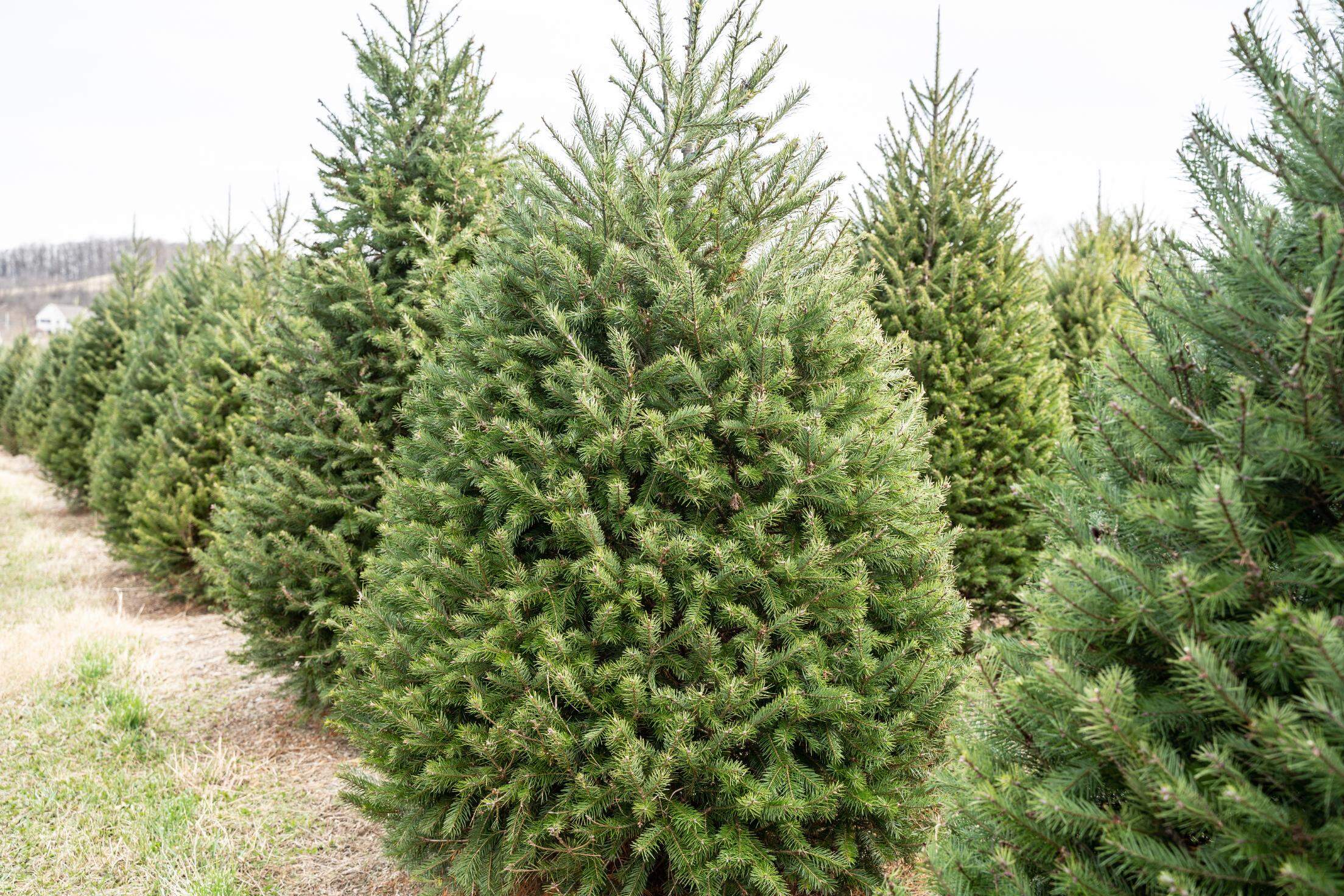 Tips for fresh Christmas trees; shop for Kansas-grown trees at five ...
