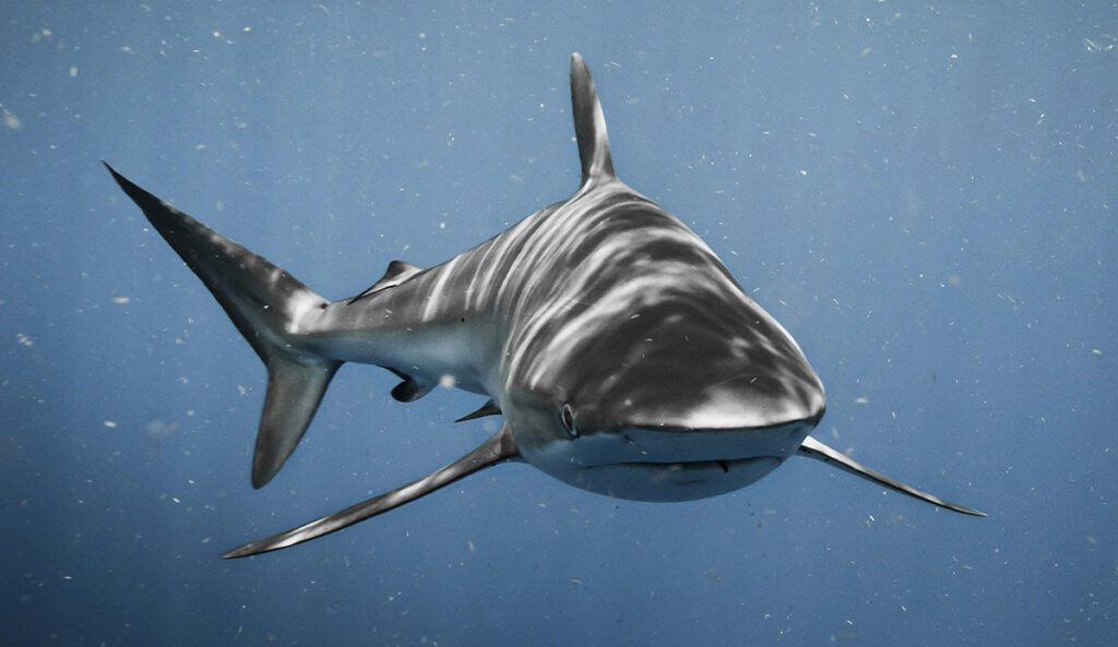 Shark rips off Minnesota woman’s arm in Virgin Islands