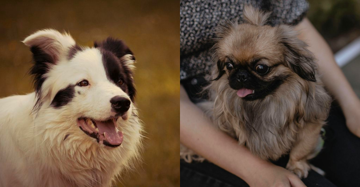 12 Dogs Known For Sudden And Unpredictable Mood Swings
