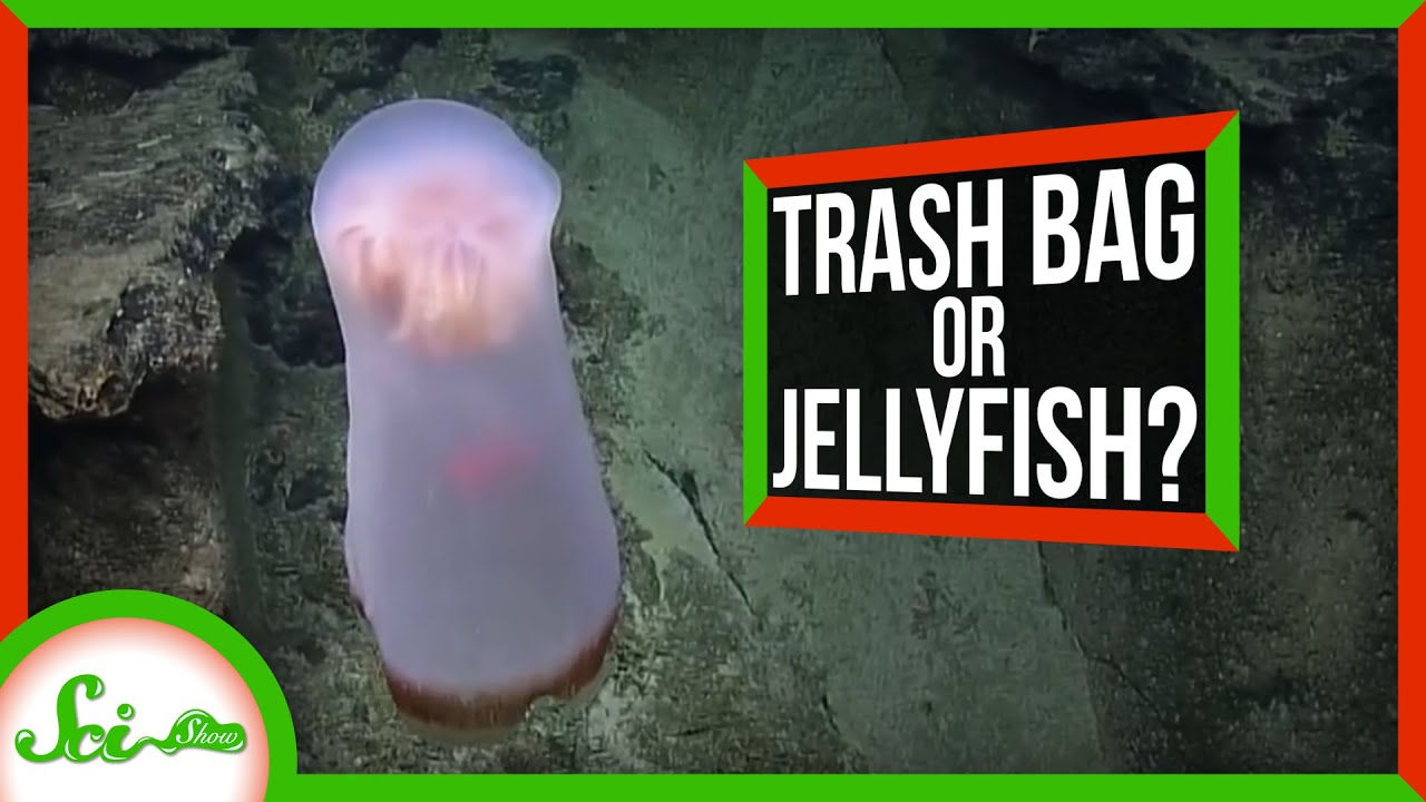 The shapeshifting deep sea jellyfish with a pet