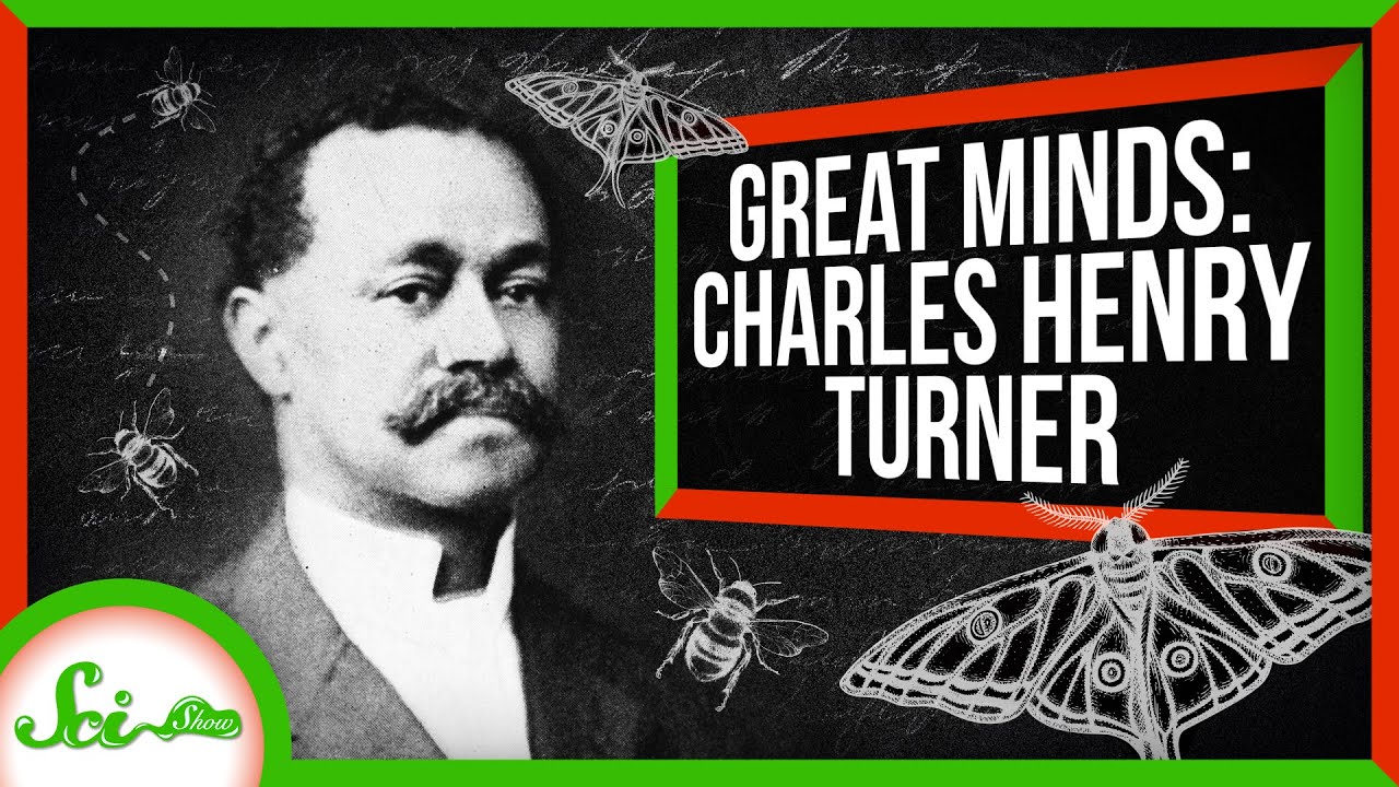 Bugs aren't brainless! | Great minds: Charles Henry Turner