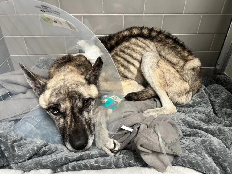 Rescuers Couldn't Believe Starving Dog Was 'Still Alive' — Now He's ...