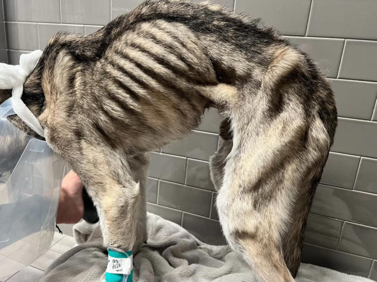 Rescuers Couldn't Believe Starving Dog Was 'Still Alive' — Now He's ...