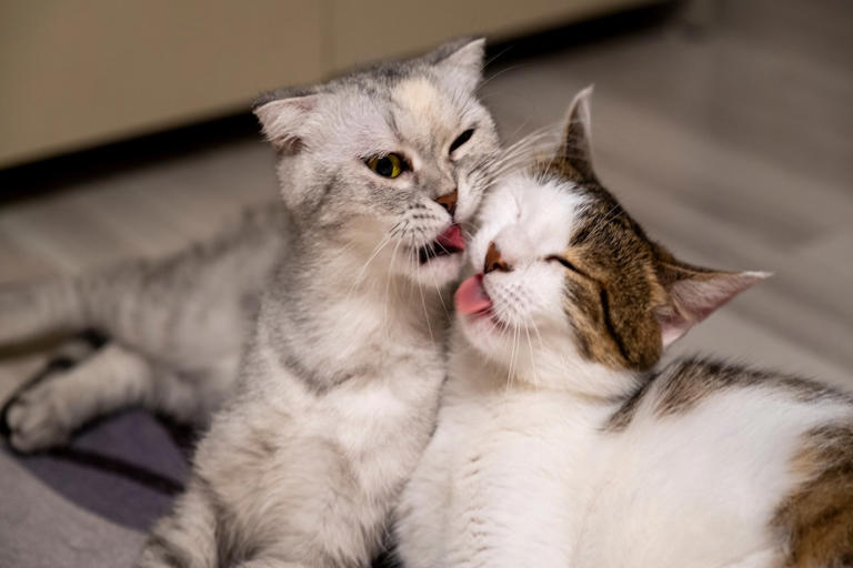 This cat romance might be the sweetest love story on the internet