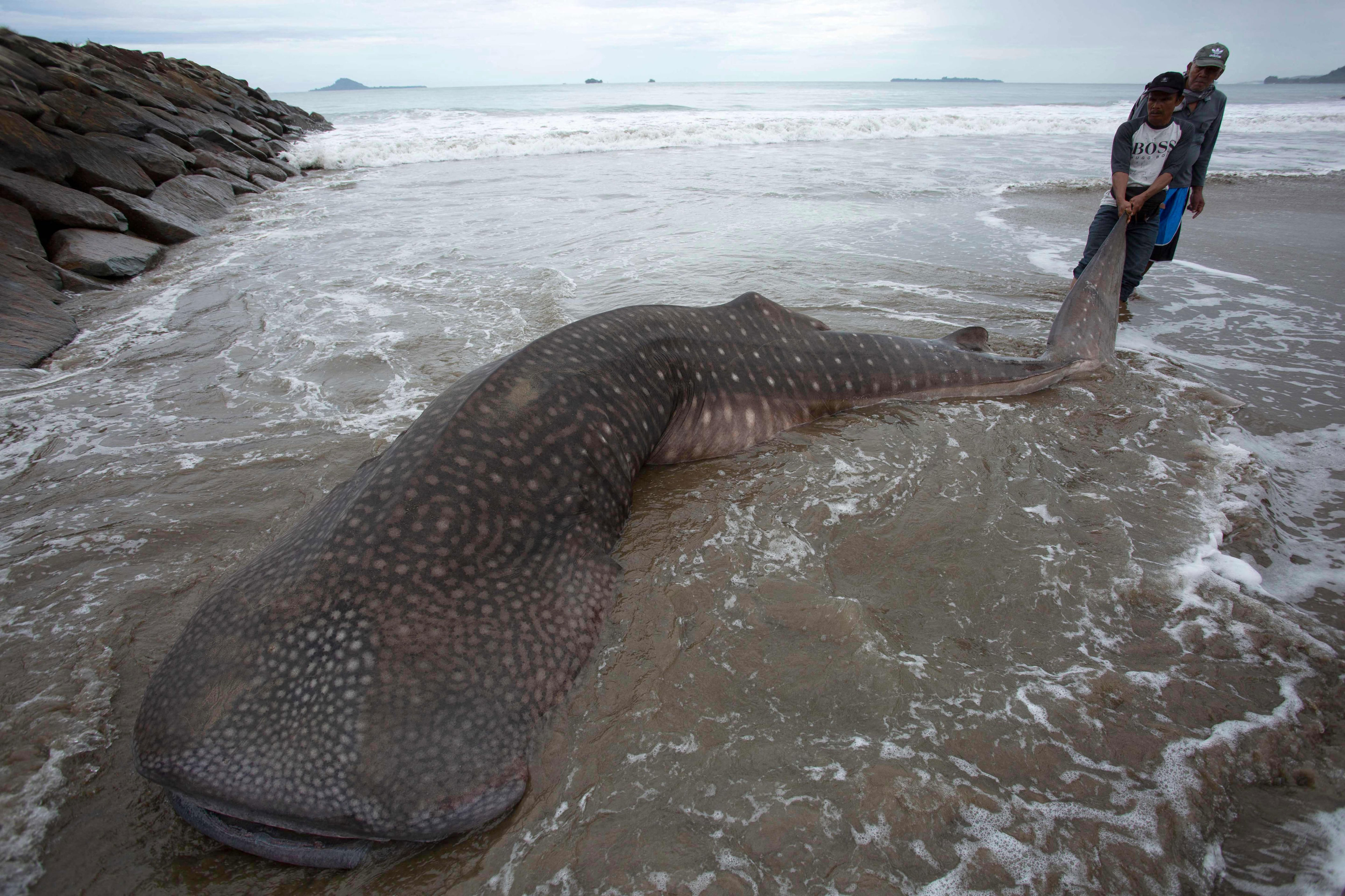Shark fishing ban to bring endangered species back from brink