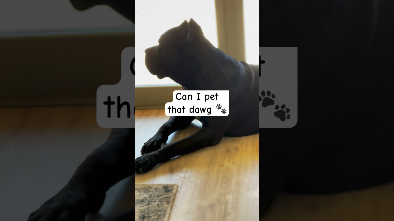 Everyone wants to pet our big Cane Corso baby