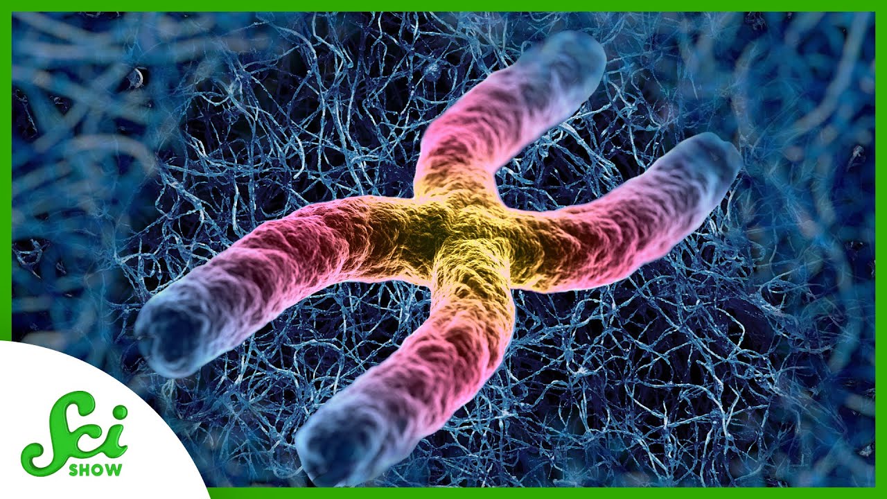 The chromosomes hiding in specks of lint