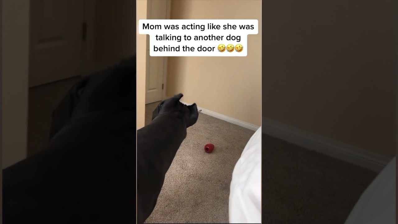 Mom fools jealous dog into thinking she's talking to another puppy