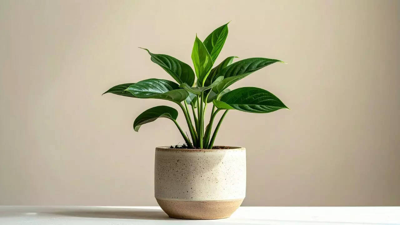 8 air-purifying indoor plants that naturally absorb harmful gases